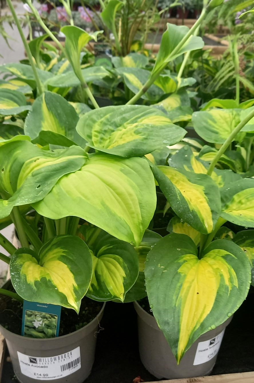 Hosta Avocado — Willowbrook Garden Centre