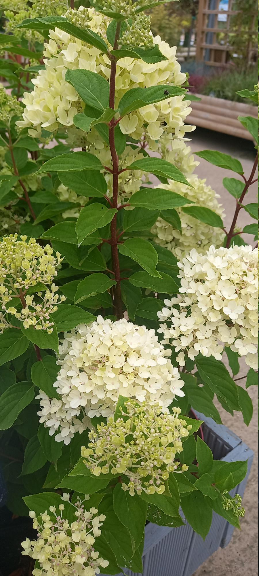 Hydrangea Paniculata Pinklight — Willowbrook Garden Centre