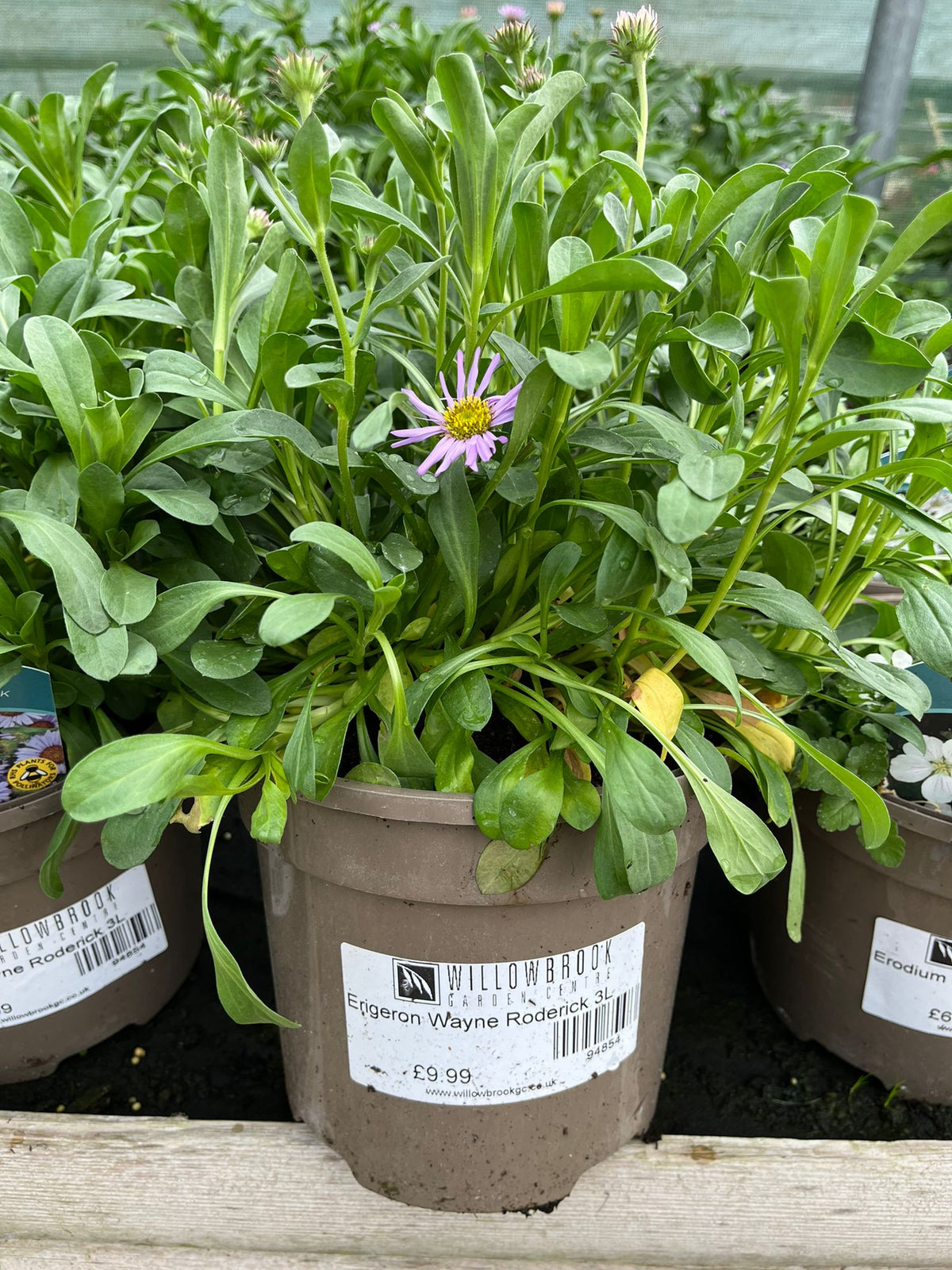 Erigeron Wayne Roderick 3L — Willowbrook Garden Centre
